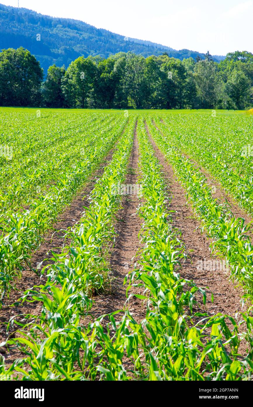 Green fresh vegetables on an agriculture field Stock Photo - Alamy