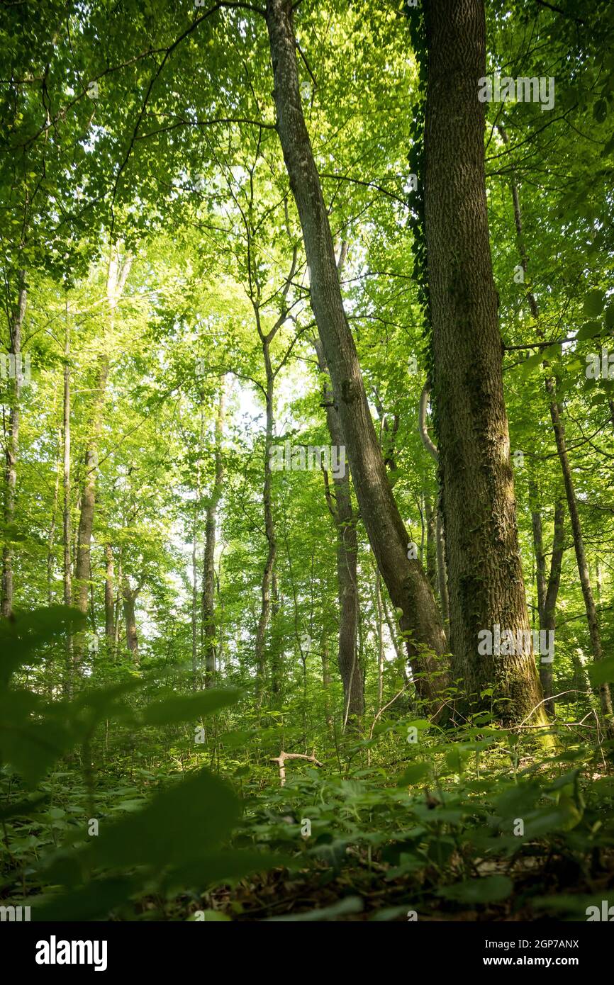 Bottom up view spruce tree hi-res stock photography and images - Alamy