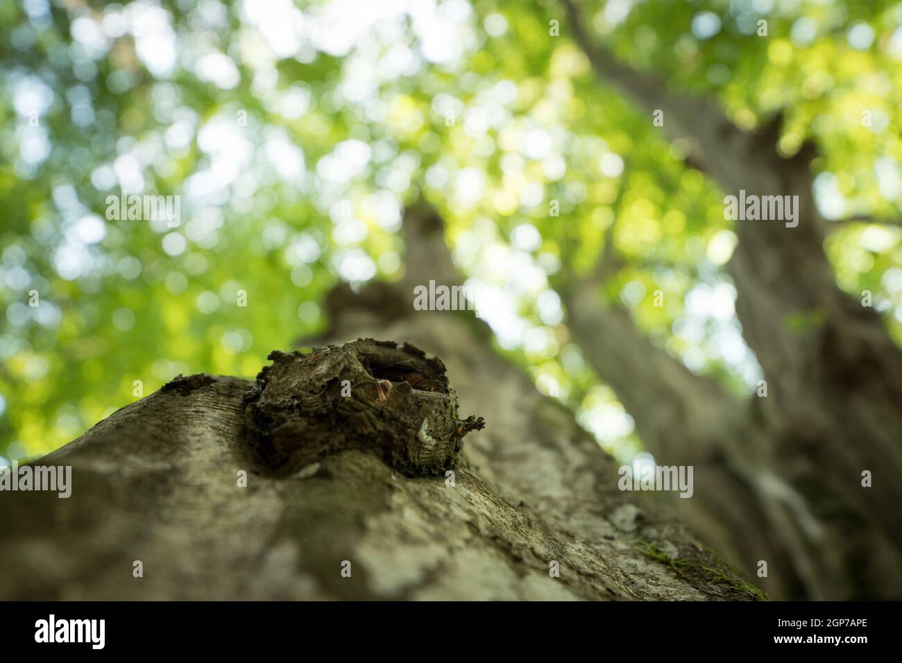 Impressive tree trunk, close up picture, blurry background Stock Photo ...