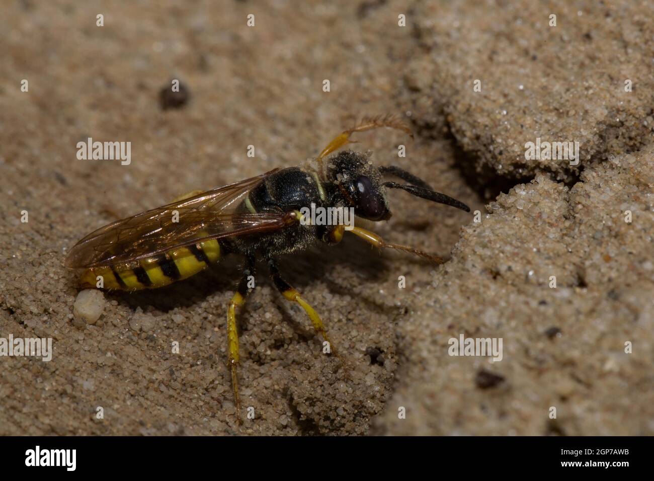 European beewolf (Philanthus triangulum) at the nest entrance Stock ...