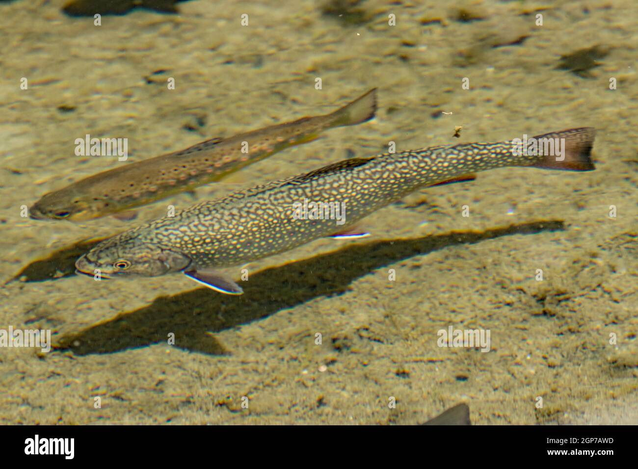 Brook Trout (Salvelinus fontinalis) and brown trout (Salmo trutta fario ...