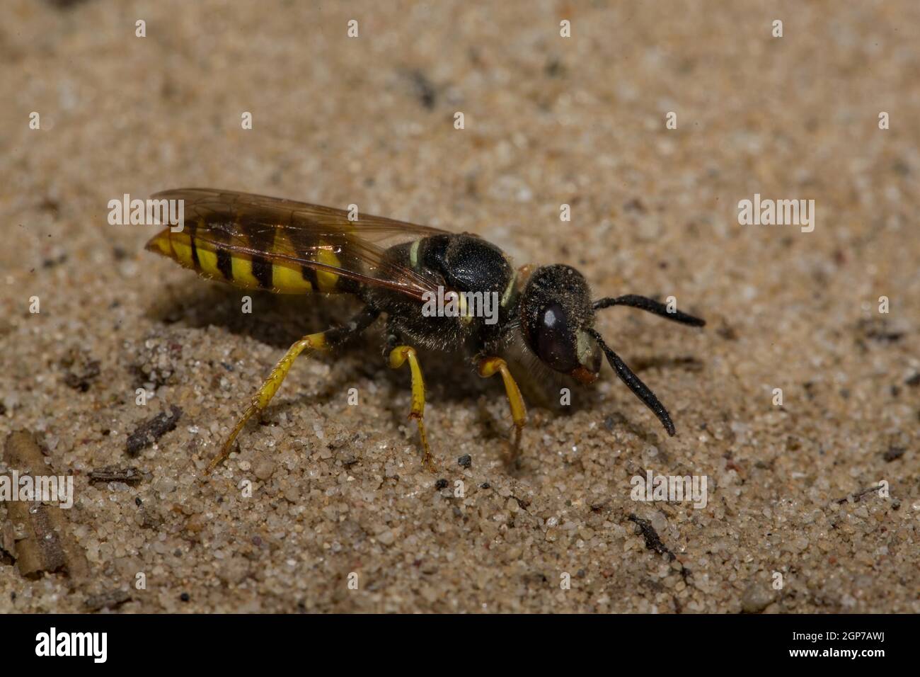 European beewolf (Philanthus triangulum Stock Photo - Alamy