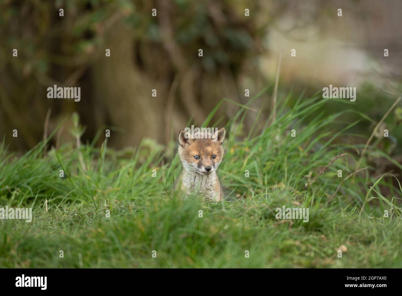 Red fox cub (Vulpes vulpes) exploring from the den Stock Photo - Alamy