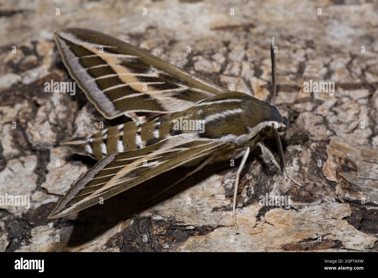 Lineated hawk moth (Hyles livornica Stock Photo - Alamy