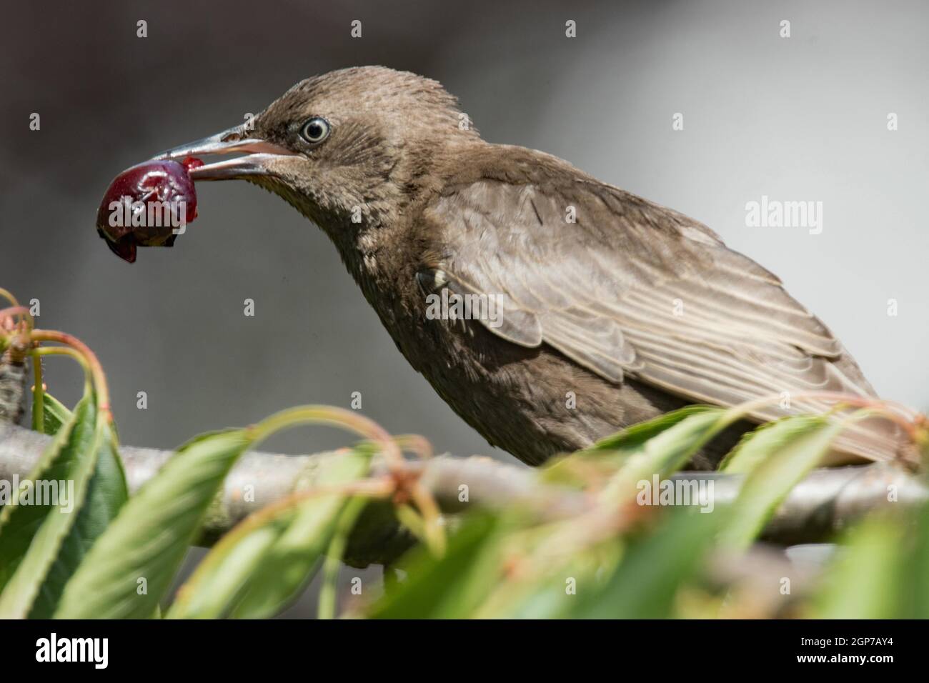 Starling, young bird, with cherry (Sturnus vulgaris Stock Photo - Alamy