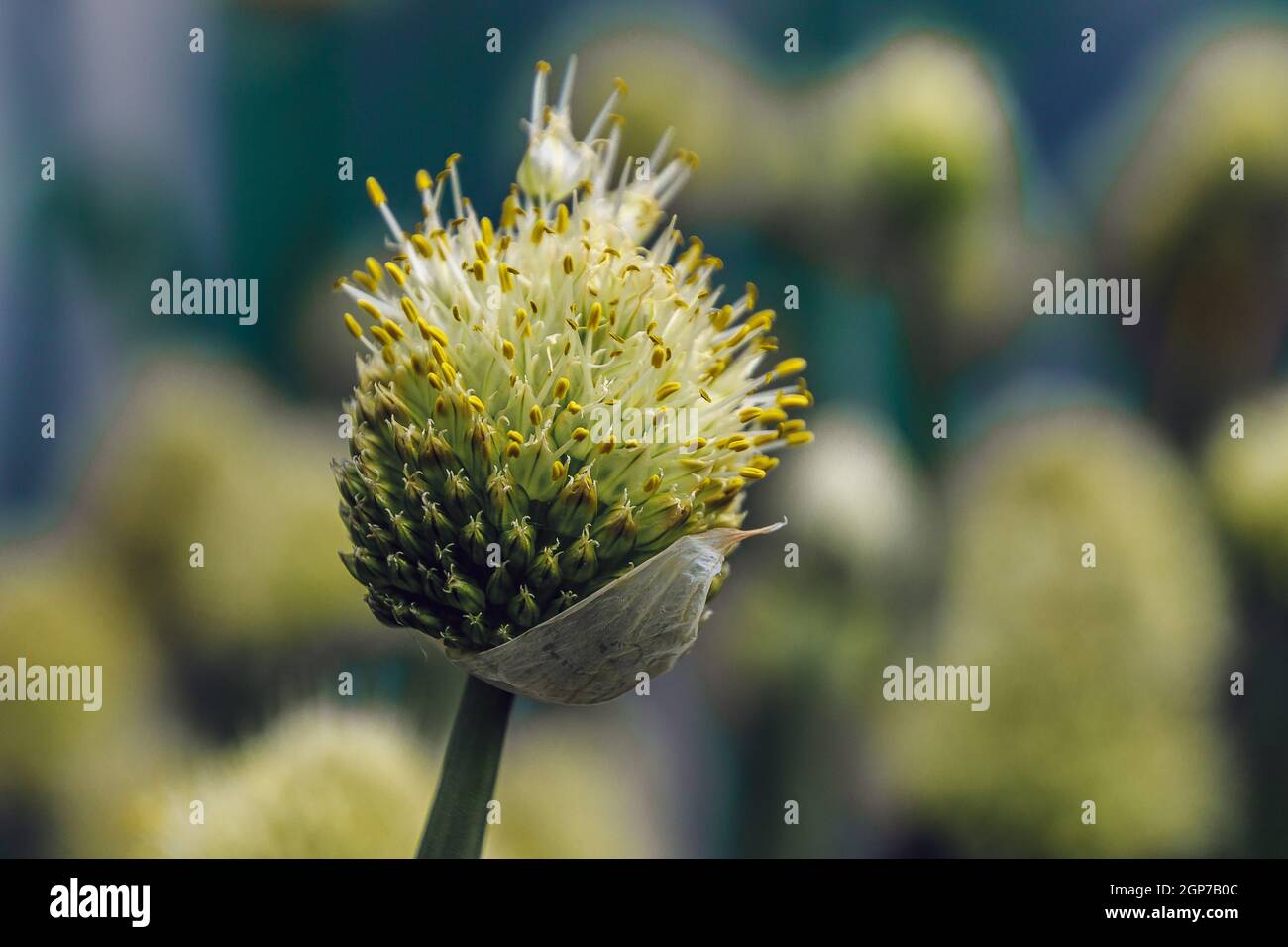 Allium altaicum hi-res stock photography and images - Alamy