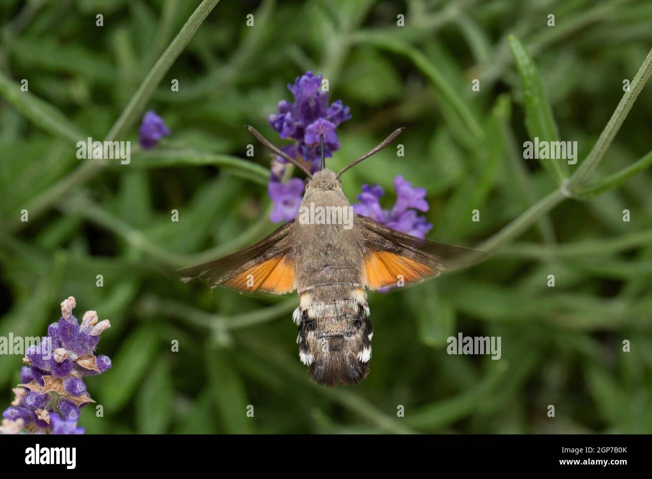Hummingbird hawk-moth (Macroglossum stellatarum Stock Photo - Alamy