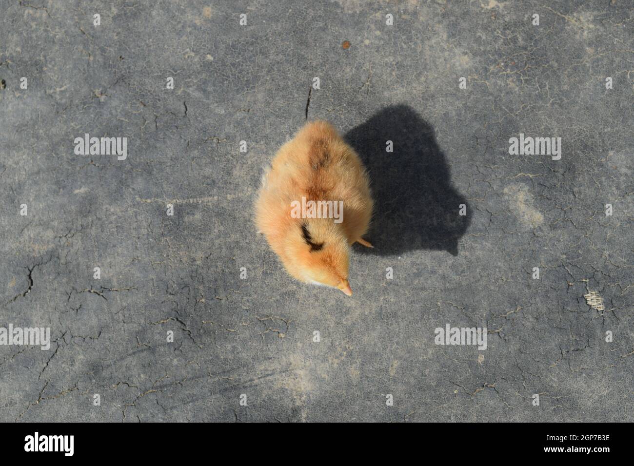 Subsidiary farming hi-res stock photography and images - Alamy