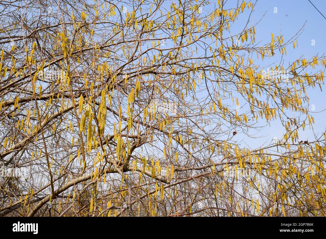 Flowering hazel hazelnut. Hazel catkins on branches Stock Photo - Alamy