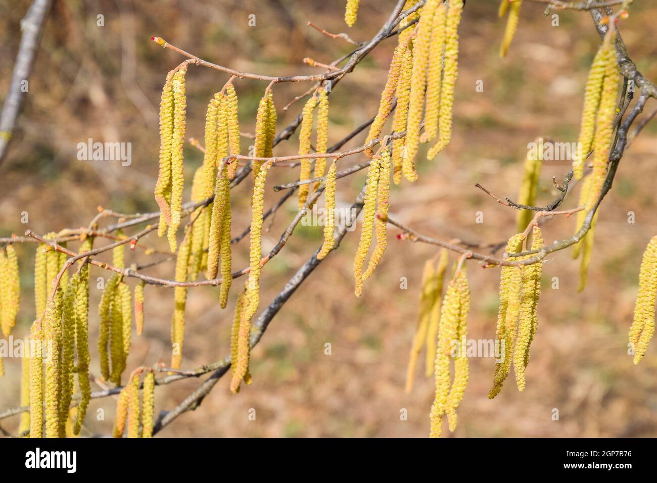 Flowering hazel hazelnut. Hazel catkins on branches Stock Photo - Alamy