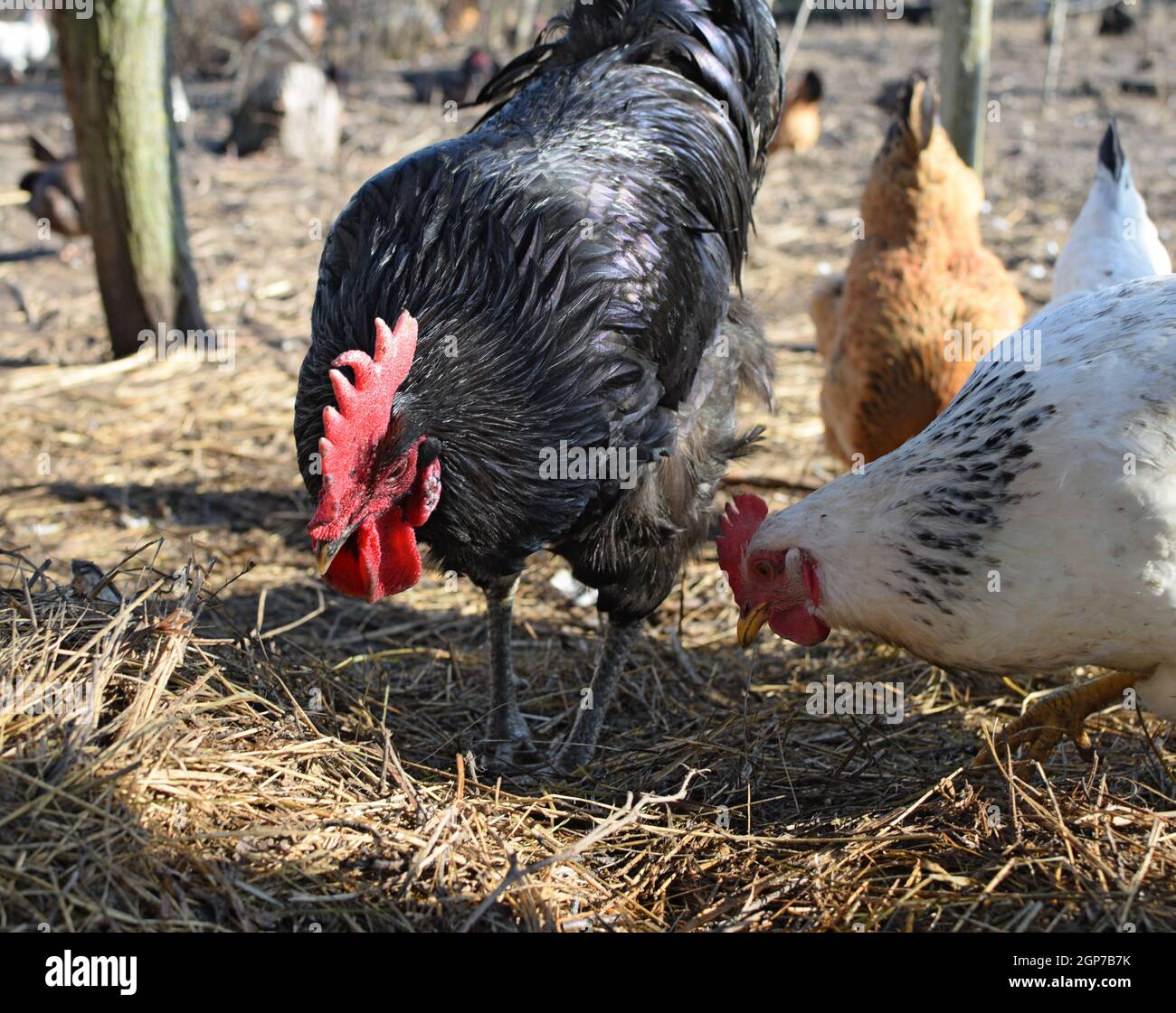 Hens in the yard of a hen house. Cultivation of poultry Stock Photo - Alamy
