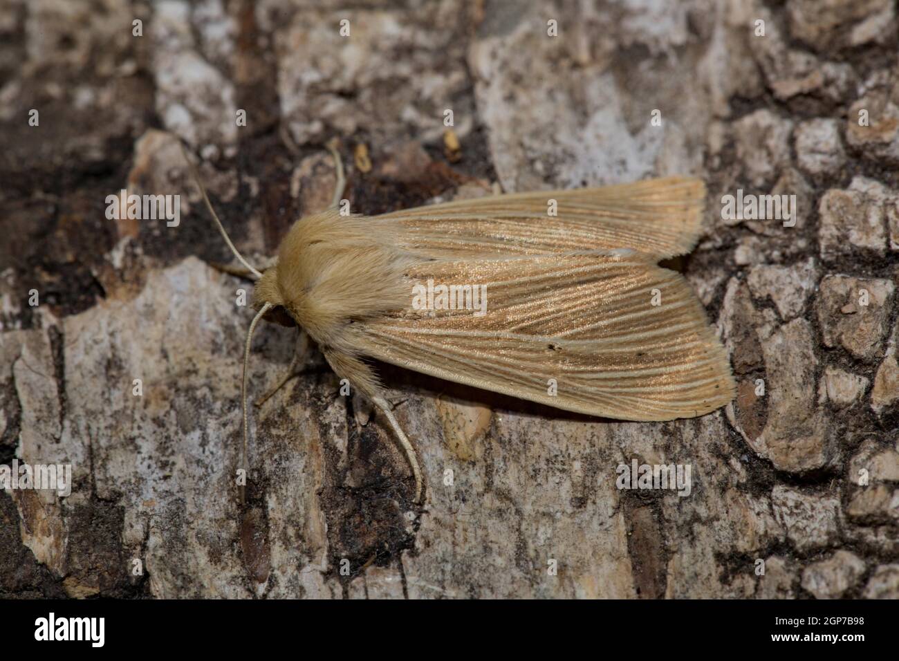 Common wainscot (Mythimna pallens Stock Photo - Alamy