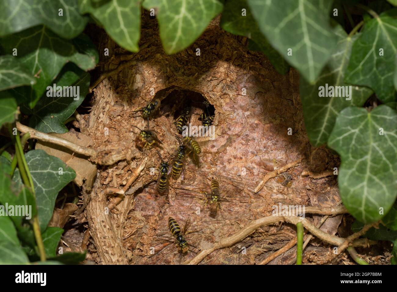 Common wasp (Vespula vulgaris Stock Photo - Alamy