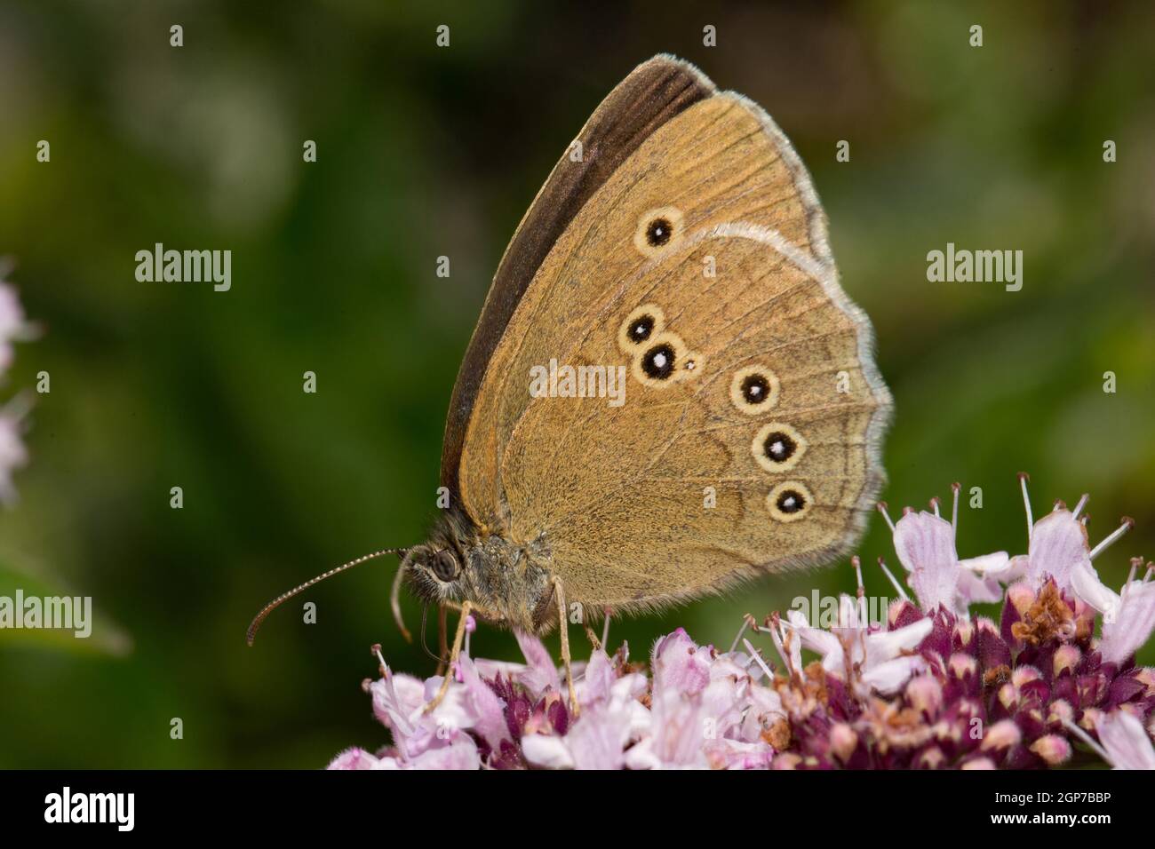 Chimney sweep bird hi-res stock photography and images - Alamy