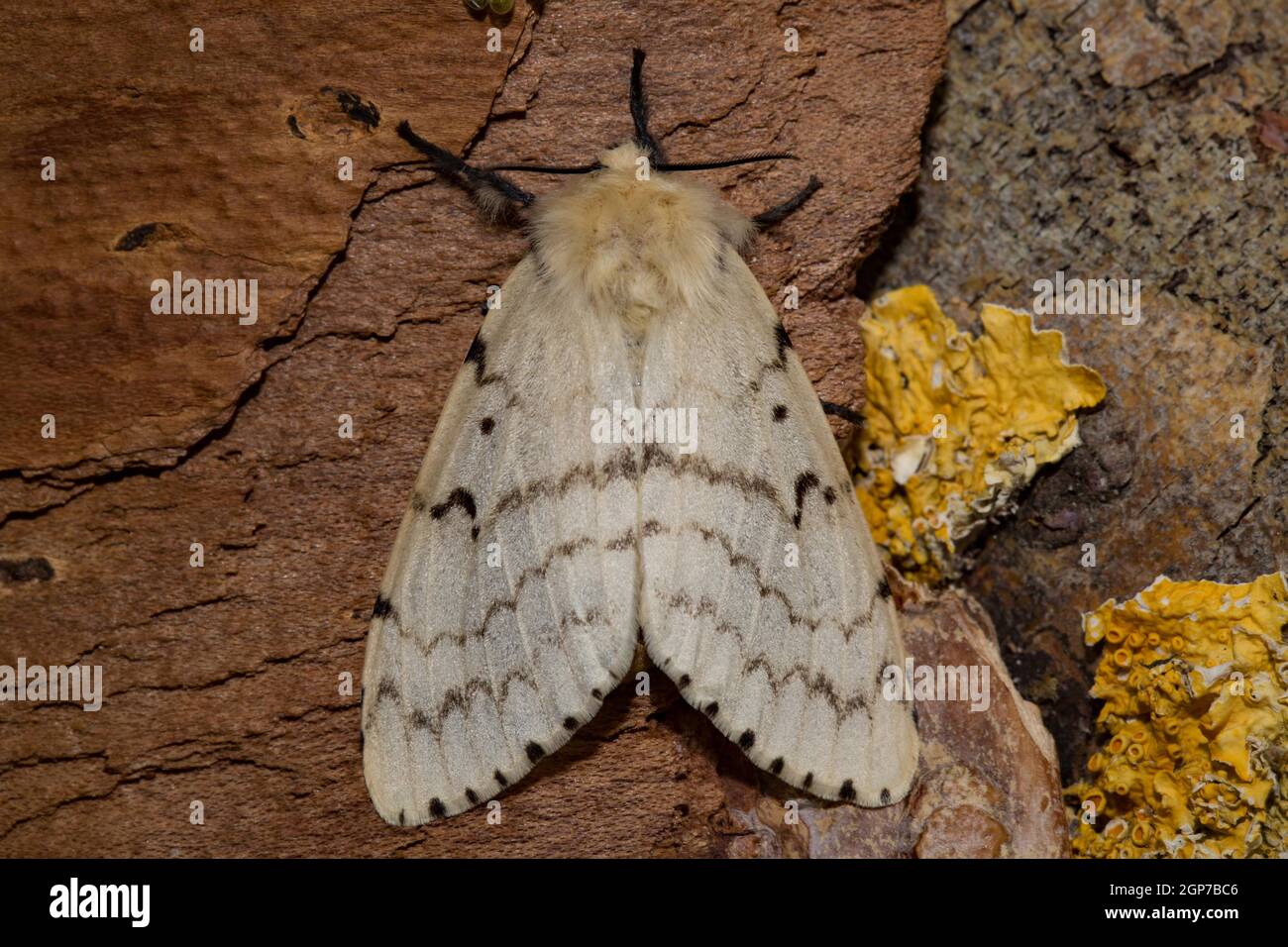 Gypsy moth (Lymantria dispar Stock Photo - Alamy