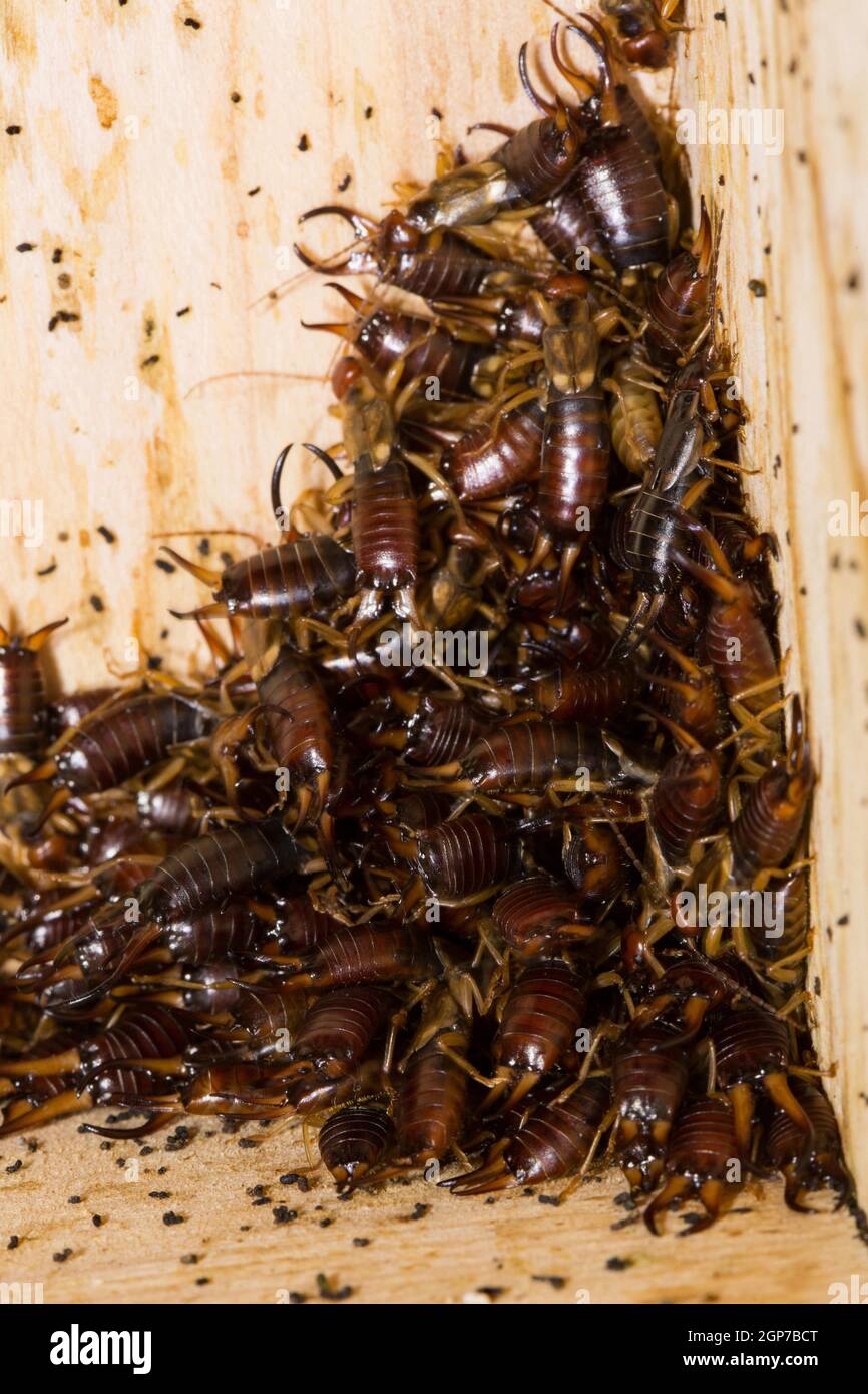 Common (Forficula auricularia) earwig, bird nesting box Stock Photo - Alamy