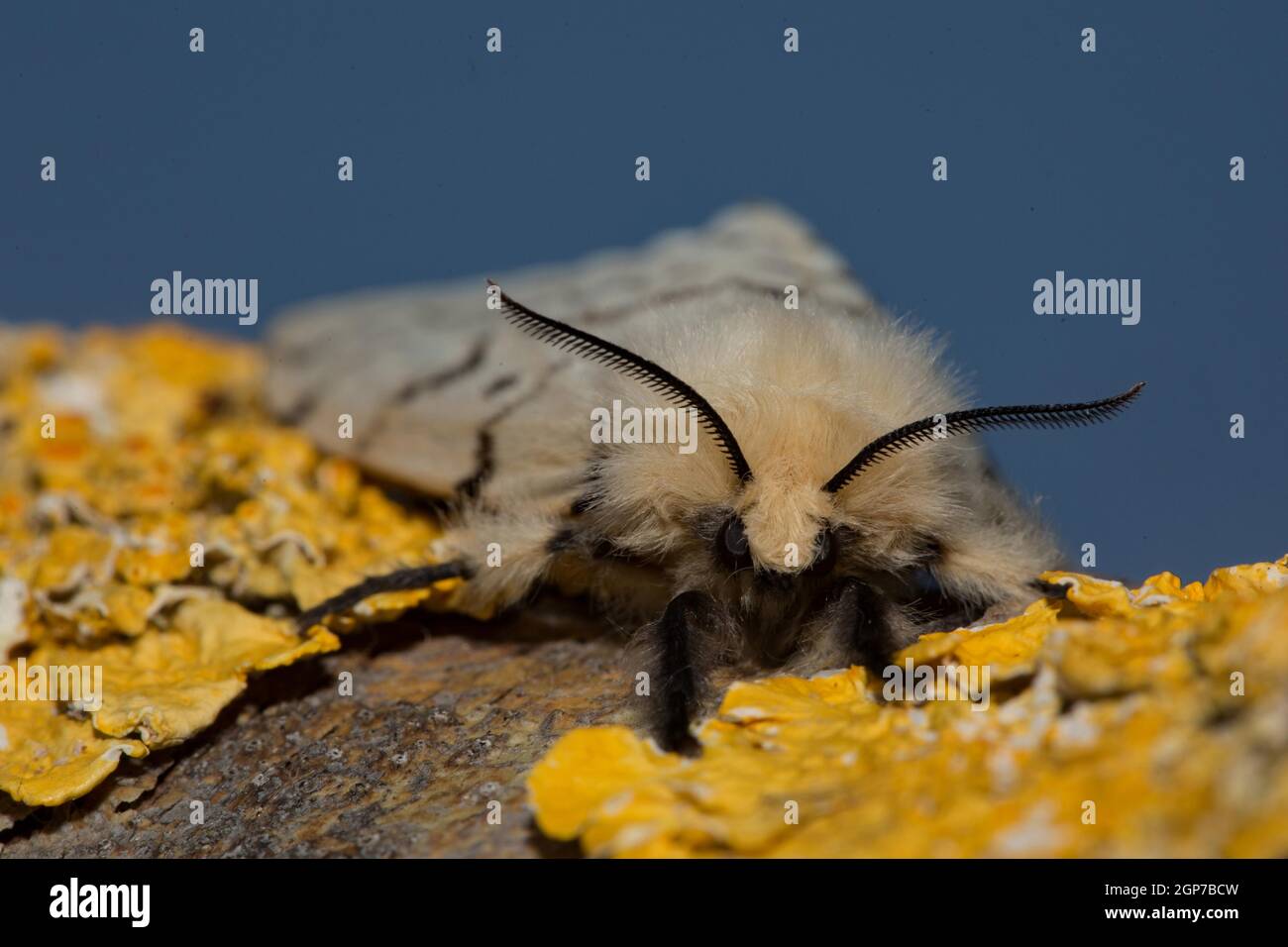 Gypsy moth (Lymantria dispar Stock Photo - Alamy
