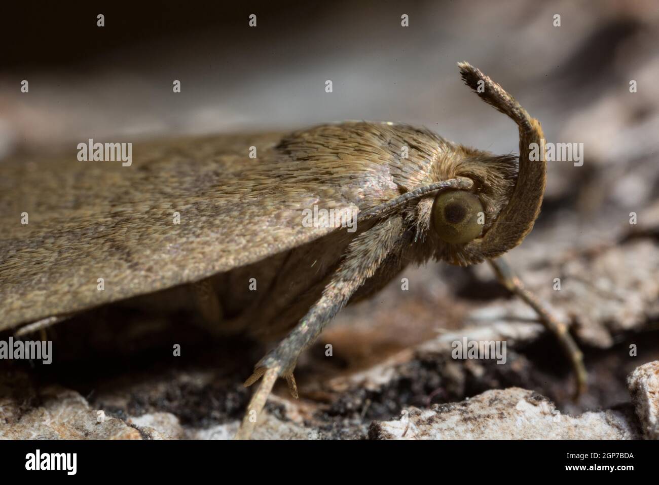 Fan-foot (Zanclognatha tarsipennalis Stock Photo - Alamy