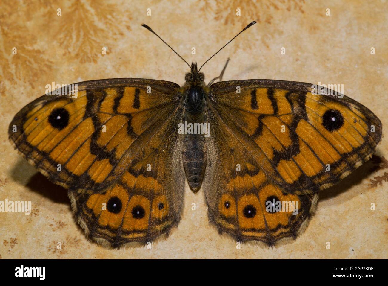 Wall brown (Lasiommata megera Stock Photo - Alamy