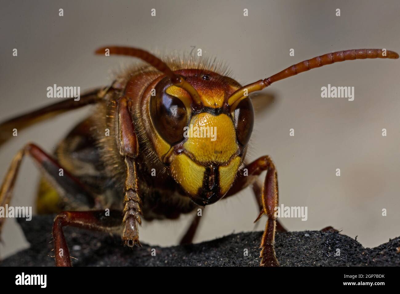 Hornet head hi-res stock photography and images - Alamy