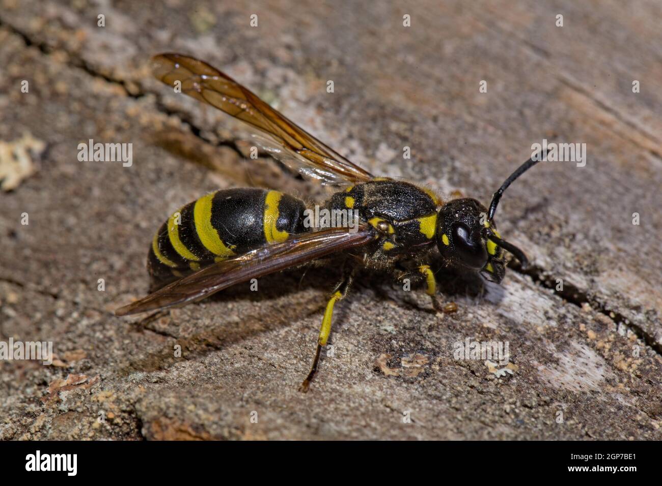 Mason wasp (Ancistrocerus nigricornis Stock Photo - Alamy