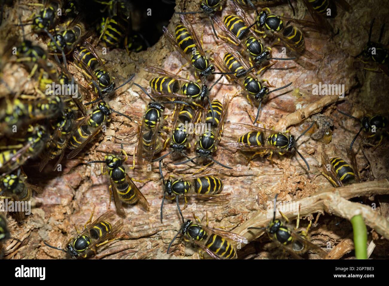 Common wasps (Vespula vulgaris Stock Photo - Alamy