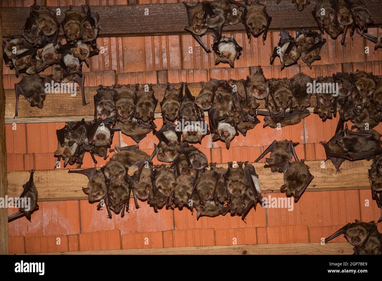 Greater mouse-eared bats (Myotis myotis Stock Photo - Alamy