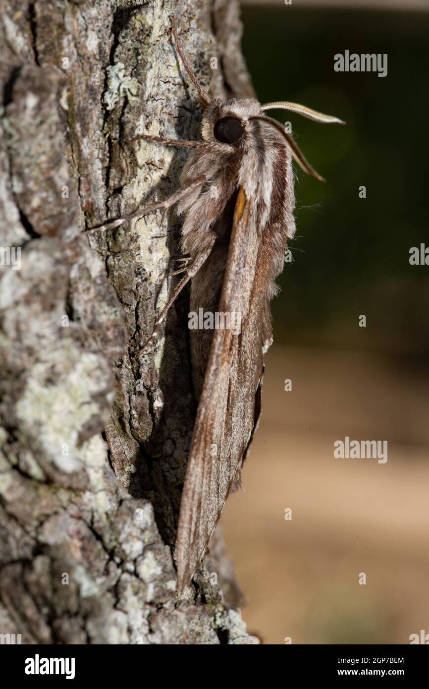 Hawk moth camouflage hi-res stock photography and images - Alamy