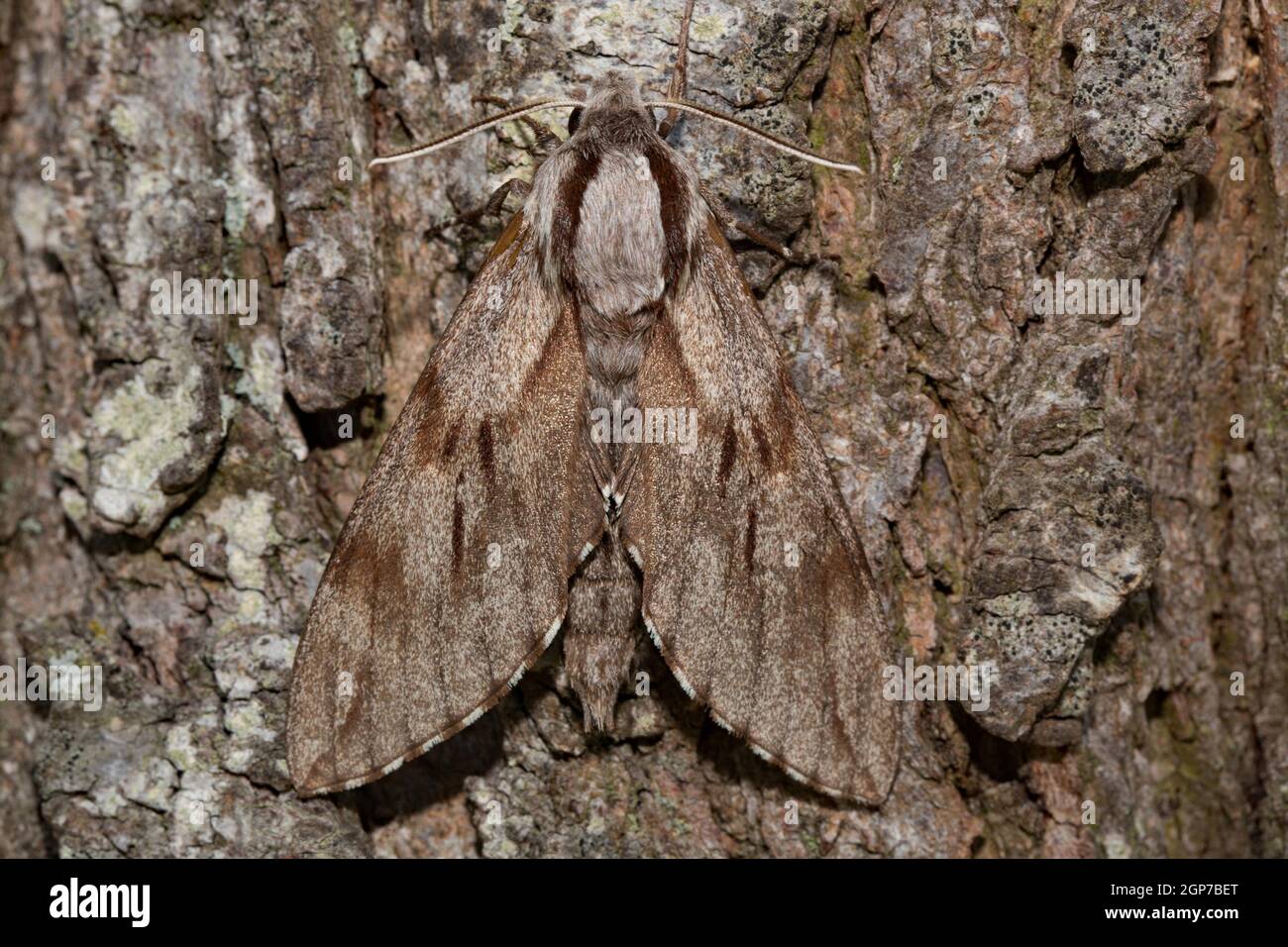 Pine hawk-moth (Sphinx pinastri Stock Photo - Alamy
