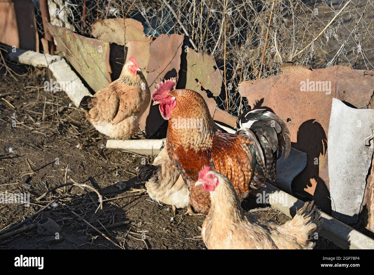 Hens in the yard of a hen house. Cultivation of poultry Stock Photo - Alamy