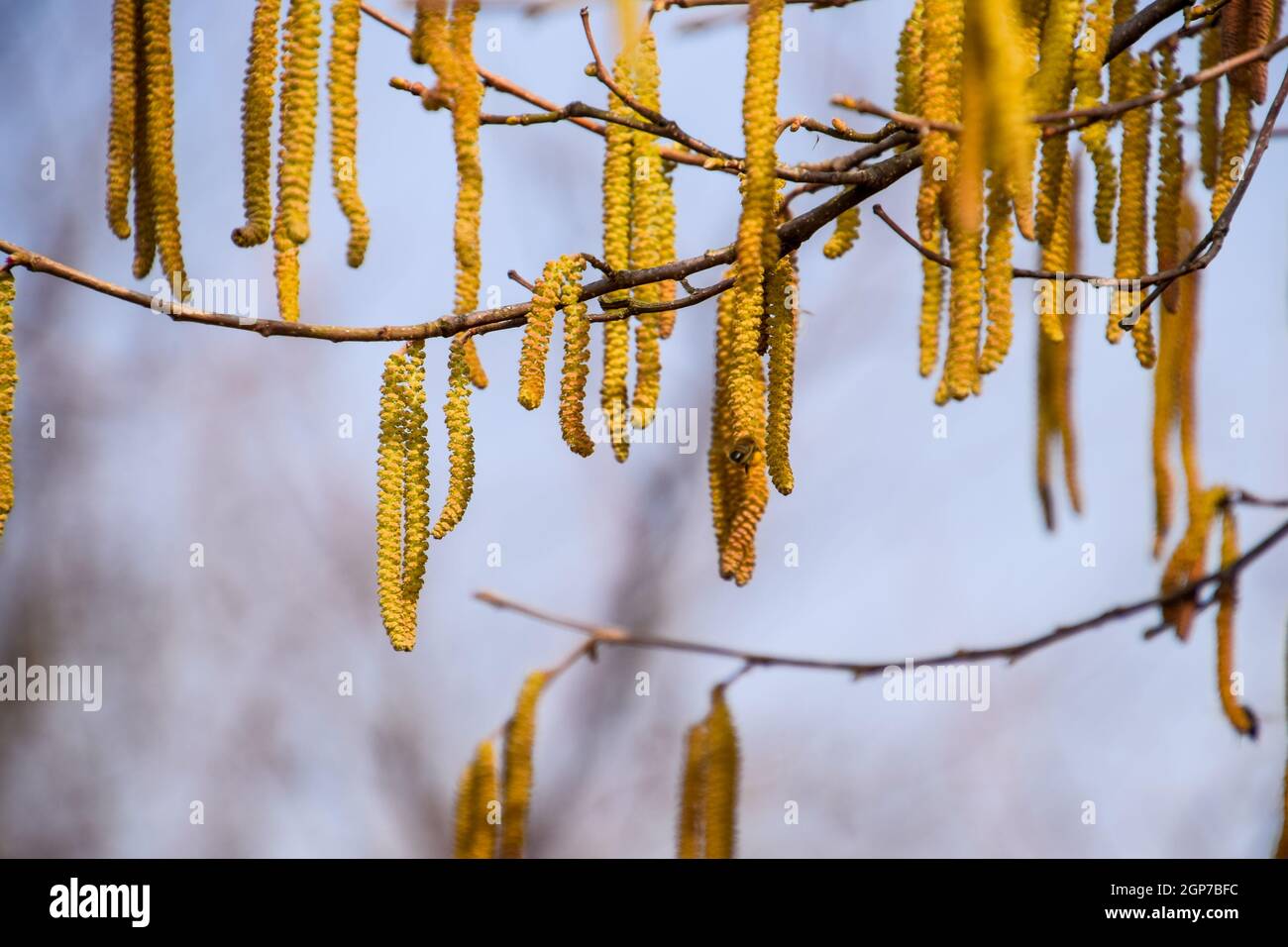 Flowering hazel hazelnut. Hazel catkins on branches Stock Photo - Alamy