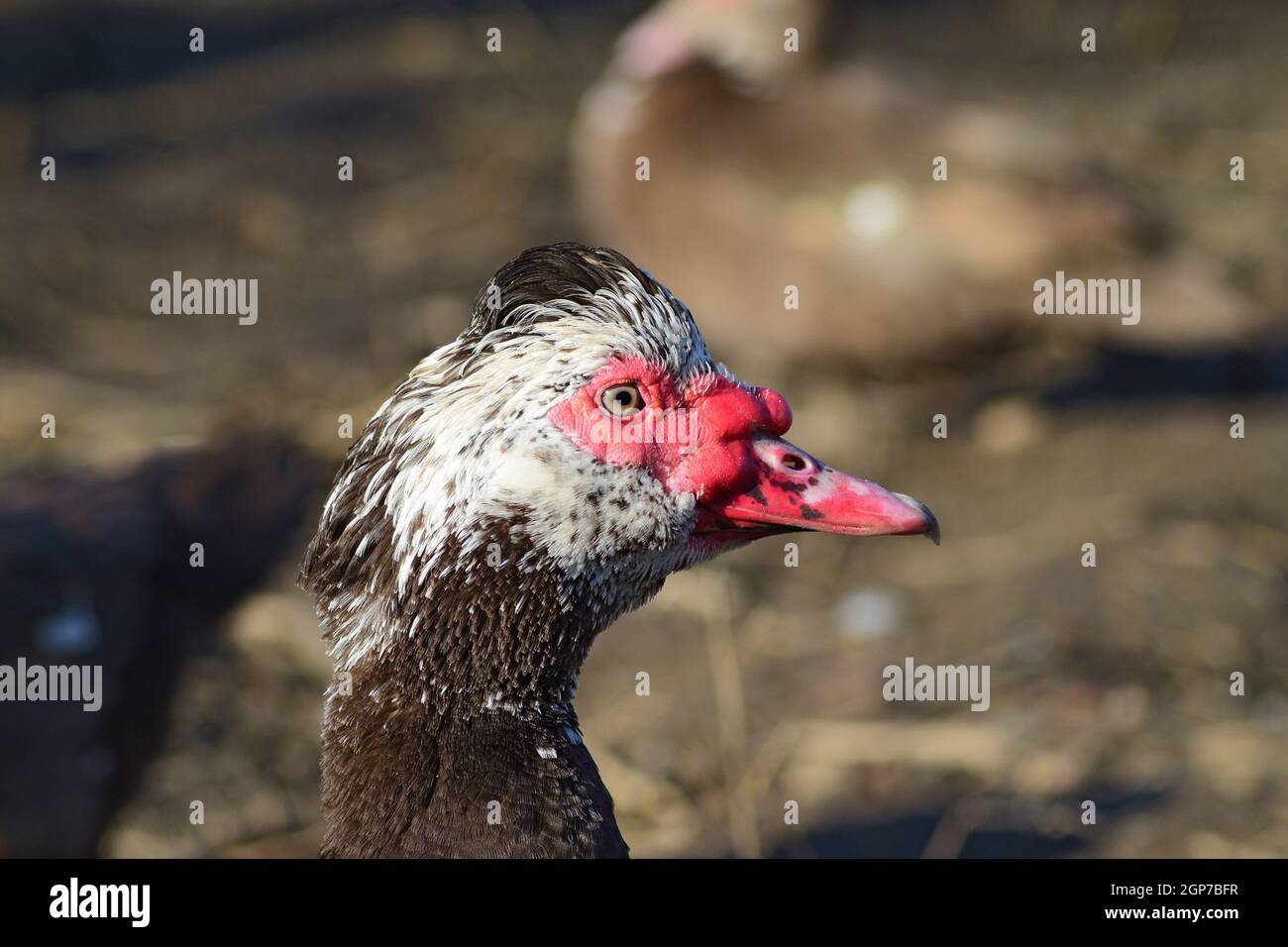 The musky duck. The maintenance of musky ducks in a household Stock ...