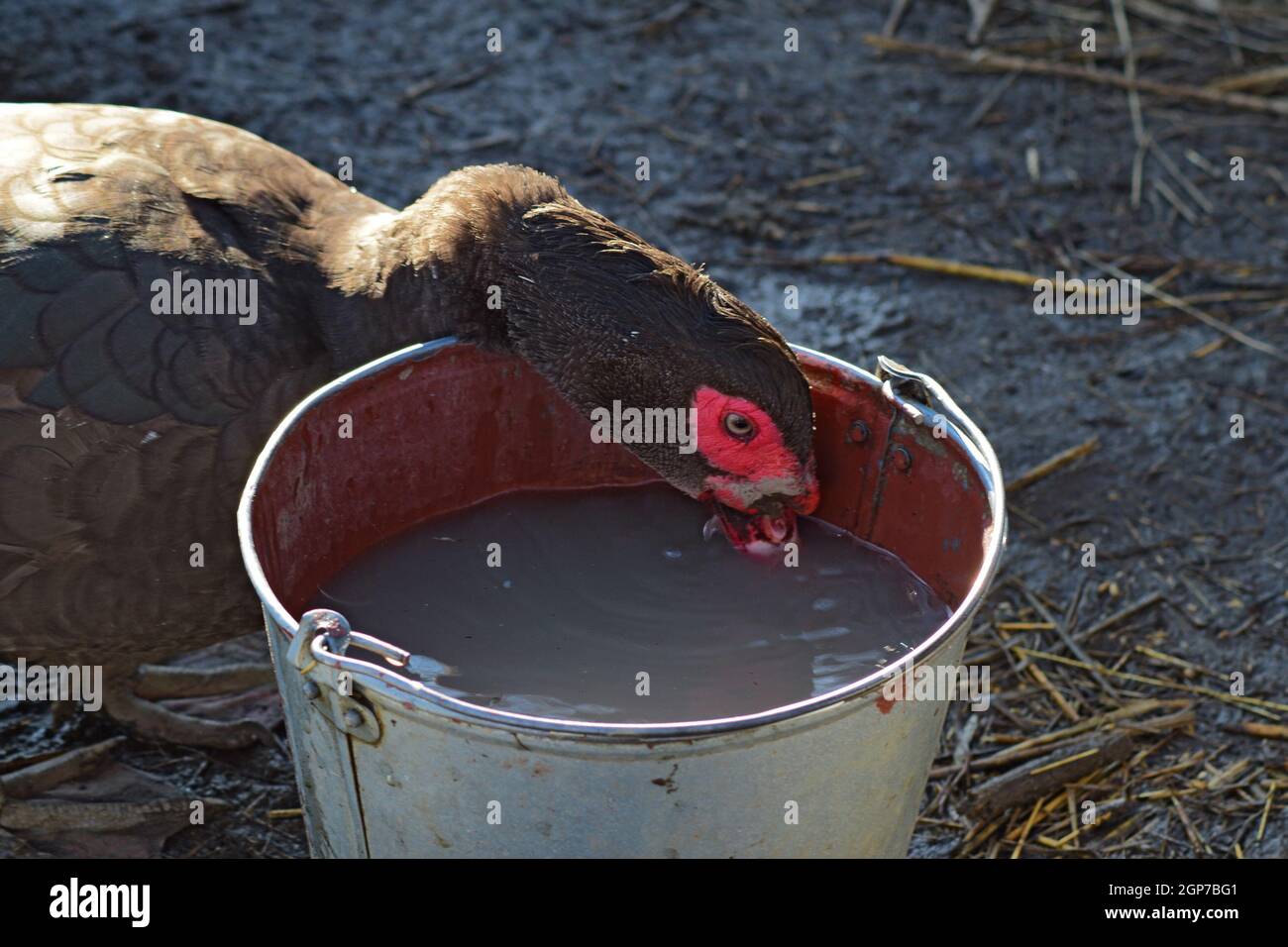 Musk duck drinking water hi-res stock photography and images - Alamy