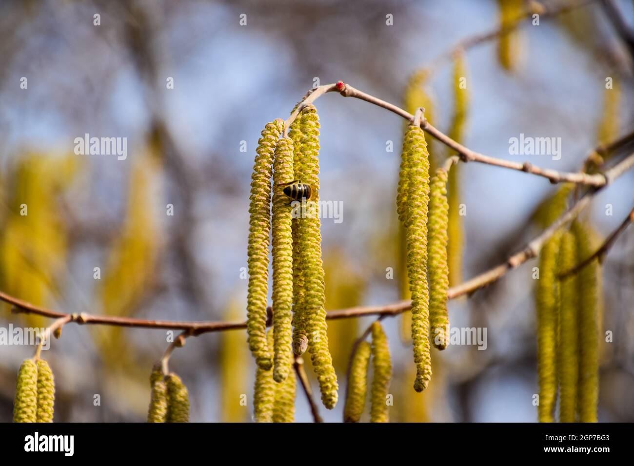 Pollination by bees earrings hazelnut. Flowering hazel hazelnut. Hazel ...