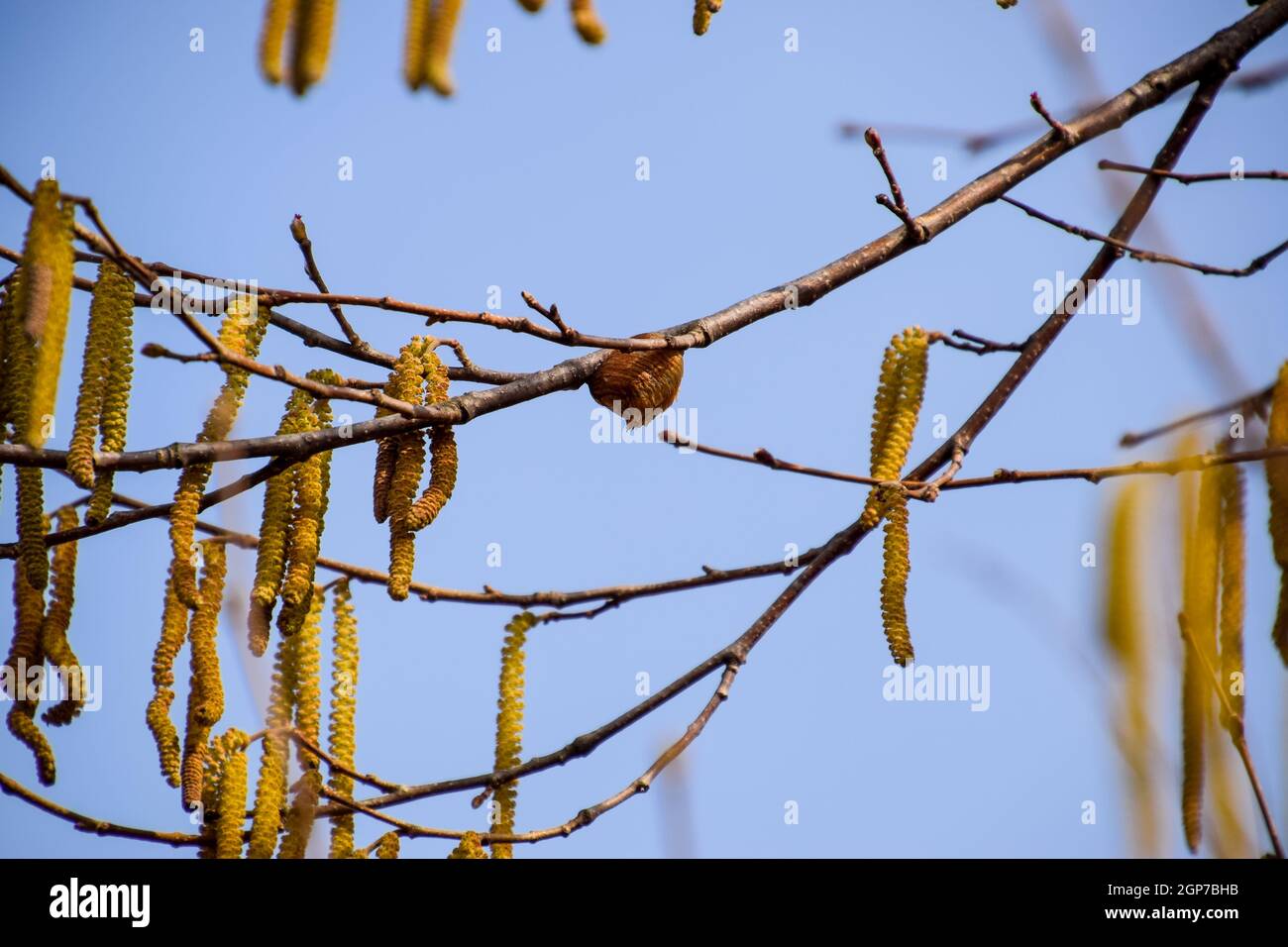 Pollination by bees earrings hazelnut. Flowering hazel hazelnut. Hazel ...