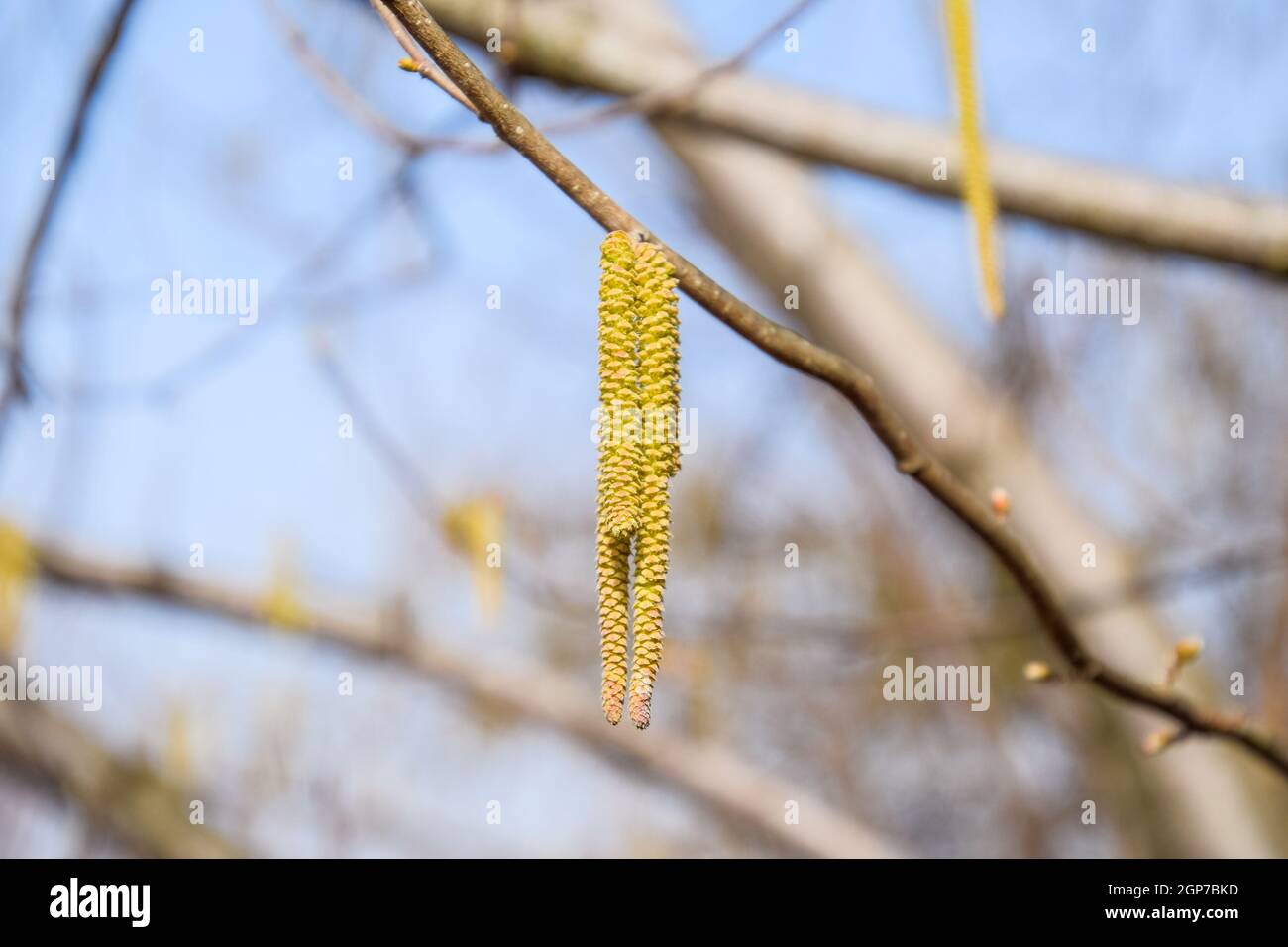 Pollination by bees earrings hazelnut. Flowering hazel hazelnut. Hazel ...