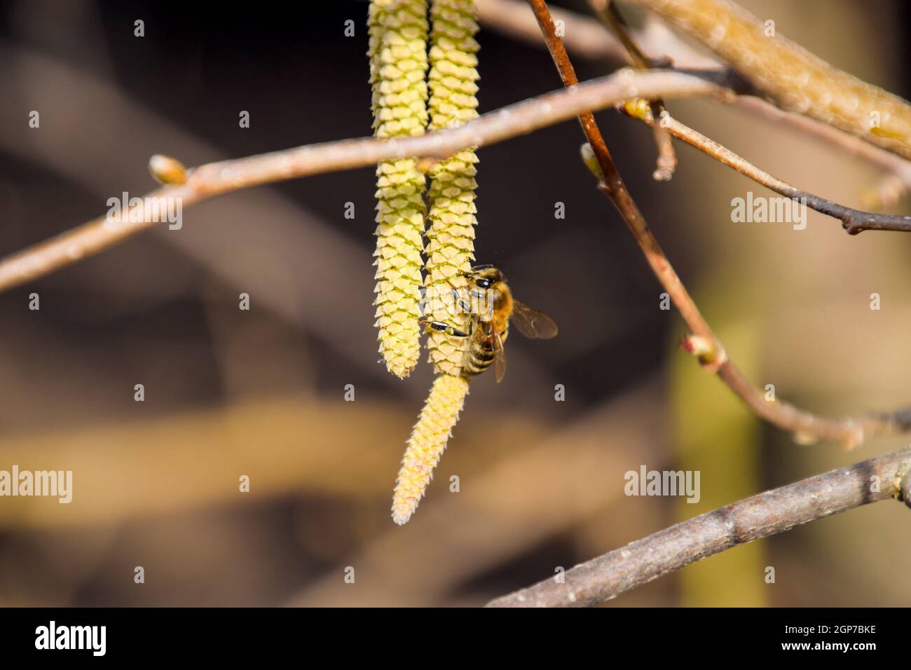 Pollination by bees earrings hazelnut. Flowering hazel hazelnut. Hazel ...