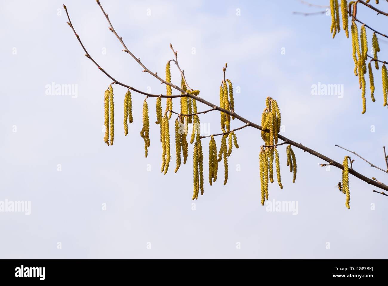Flowering hazel hazelnut. Hazel catkins on branches Stock Photo - Alamy