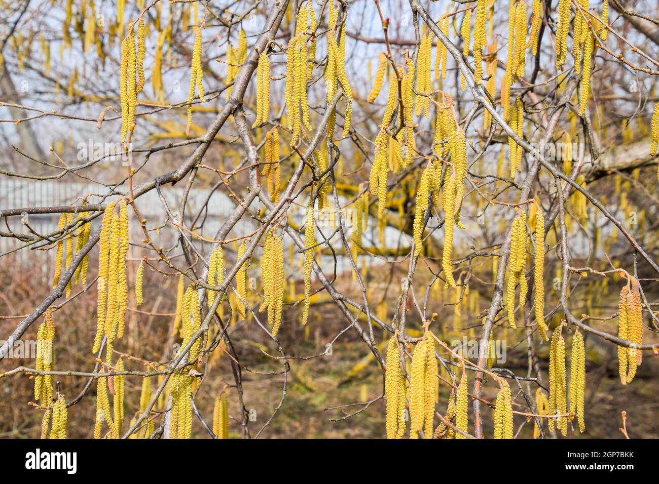 Flowering hazel hazelnut. Hazel catkins on branches Stock Photo - Alamy