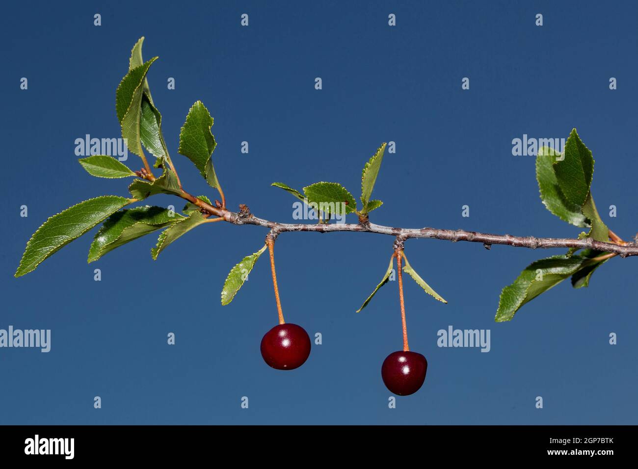 Prunus fruticosa (Prunus fruticosa Stock Photo - Alamy