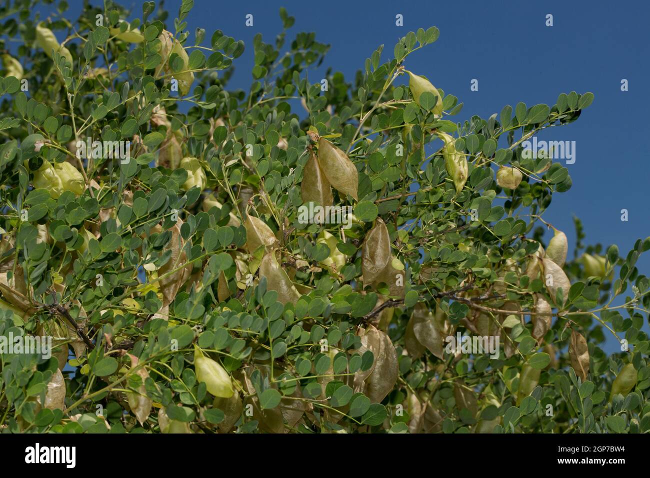 Senna fruit hi-res stock photography and images - Alamy