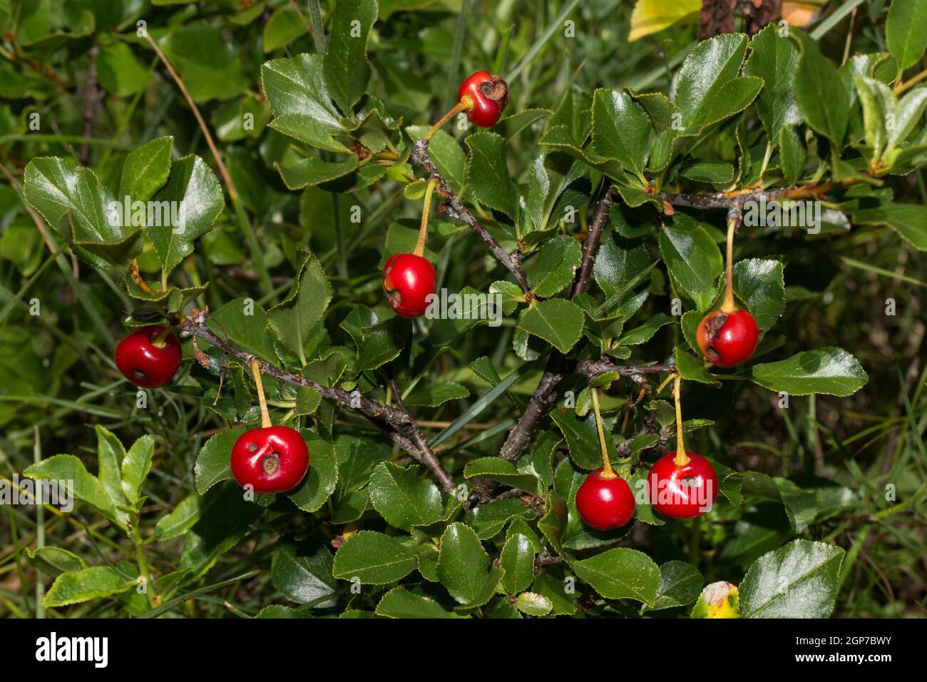 Prunus fruticosa (Prunus fruticosa Stock Photo - Alamy