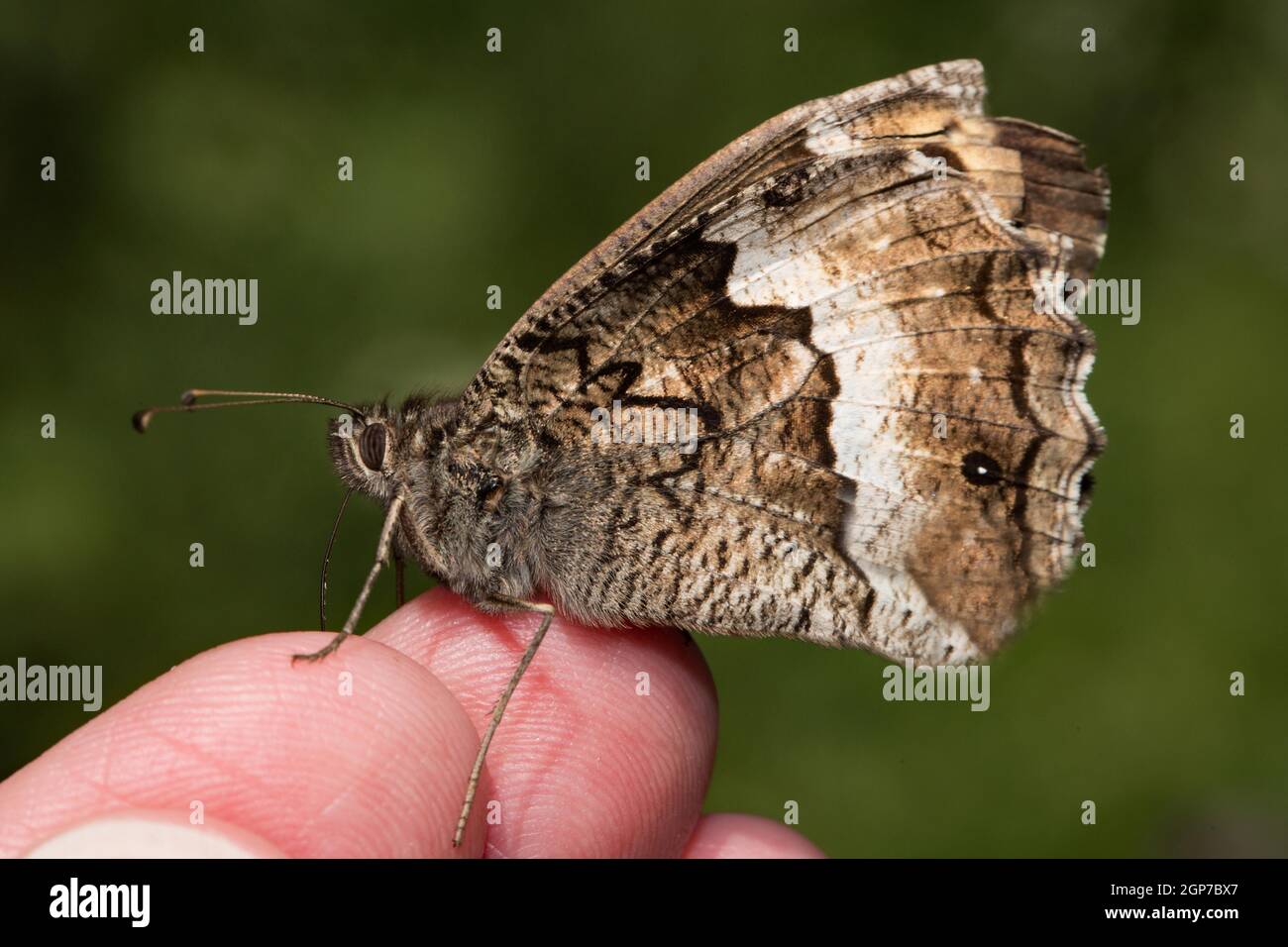 Small forest porter (Hipparchia hermione) on finger Stock Photo - Alamy