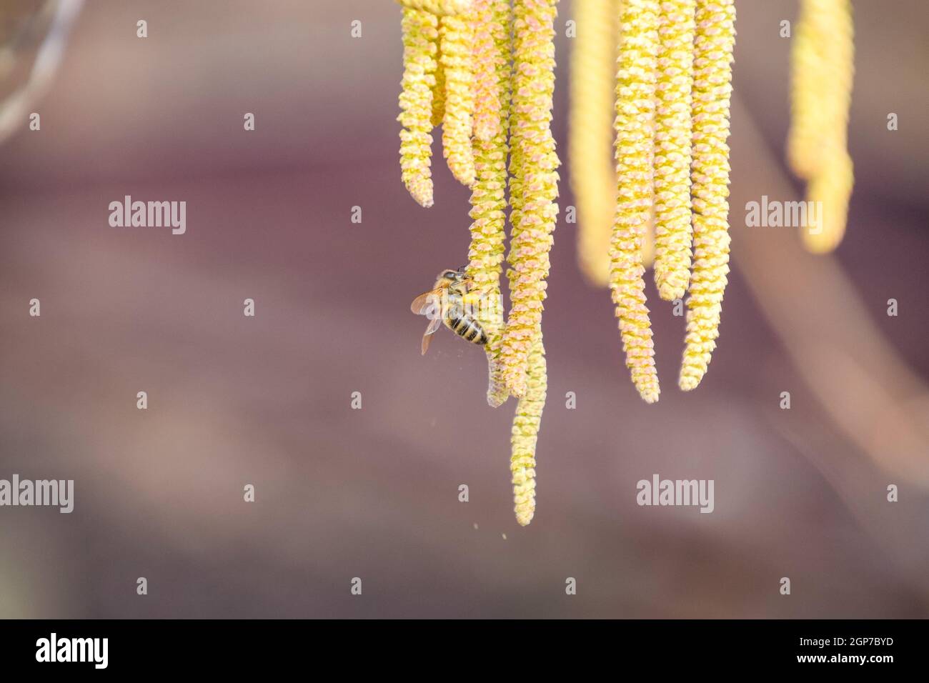 Pollination by bees earrings hazelnut. Flowering hazel hazelnut. Hazel ...