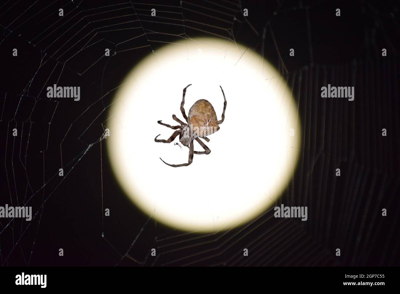 Araneus Spider on the background of the moon. Night spider on its web ...