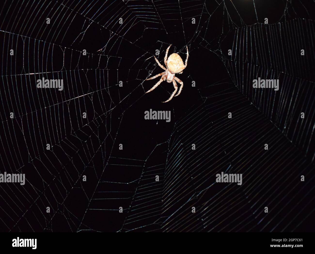 Araneus Spider hunts at night. Night spider on its web Stock Photo - Alamy