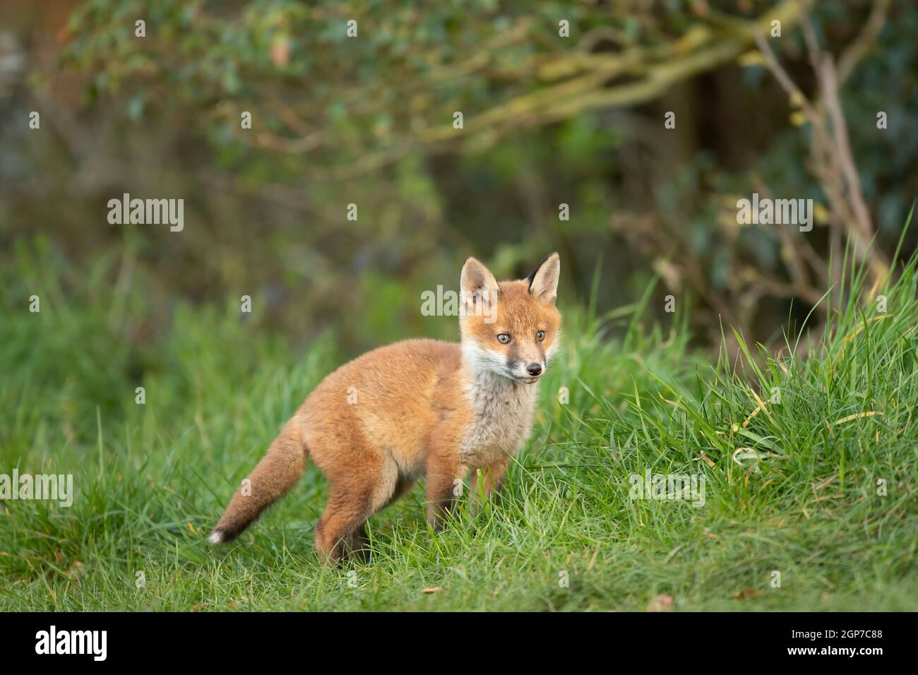 Red fox cub (Vulpes vulpes) exploring from the den Stock Photo - Alamy