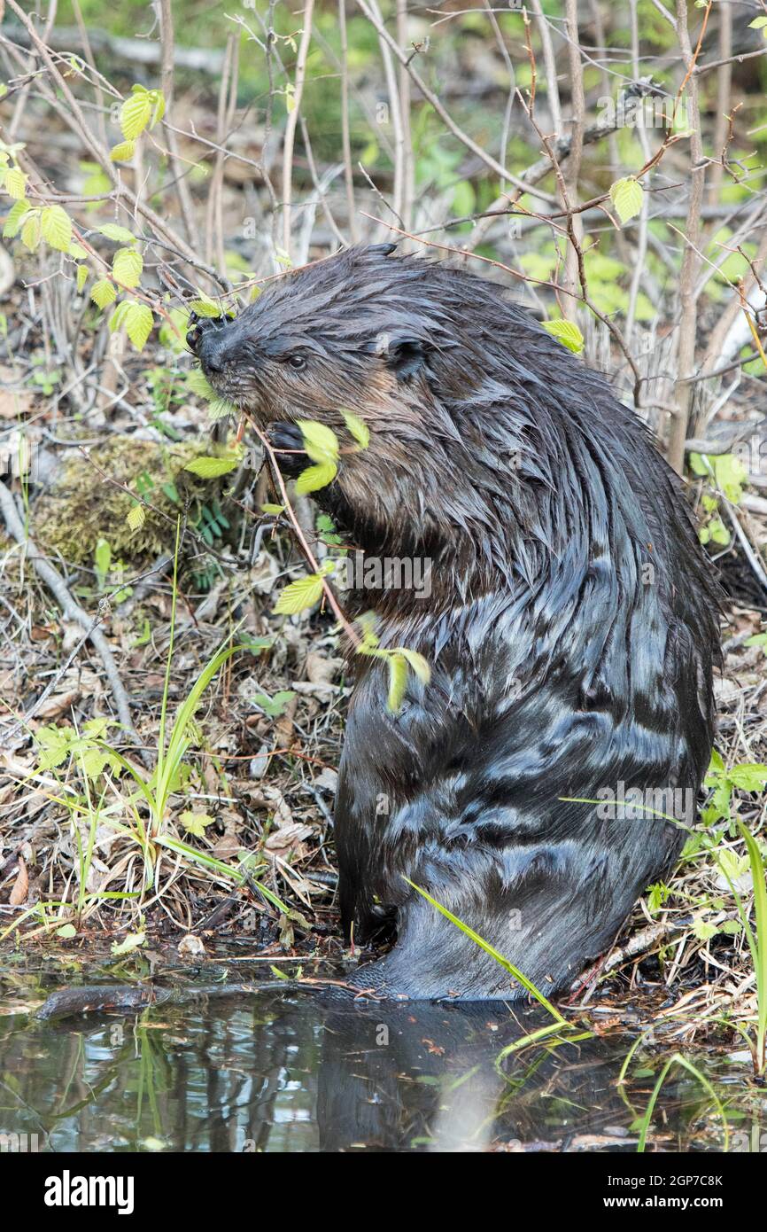 North american beaver quebec hi-res stock photography and images - Alamy
