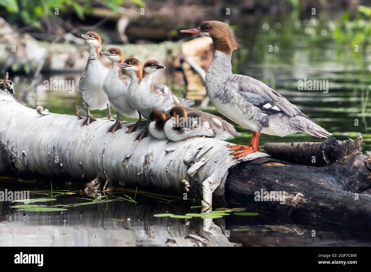 Goosander, females and juveniles, goosander, La Mauricie National Park ...