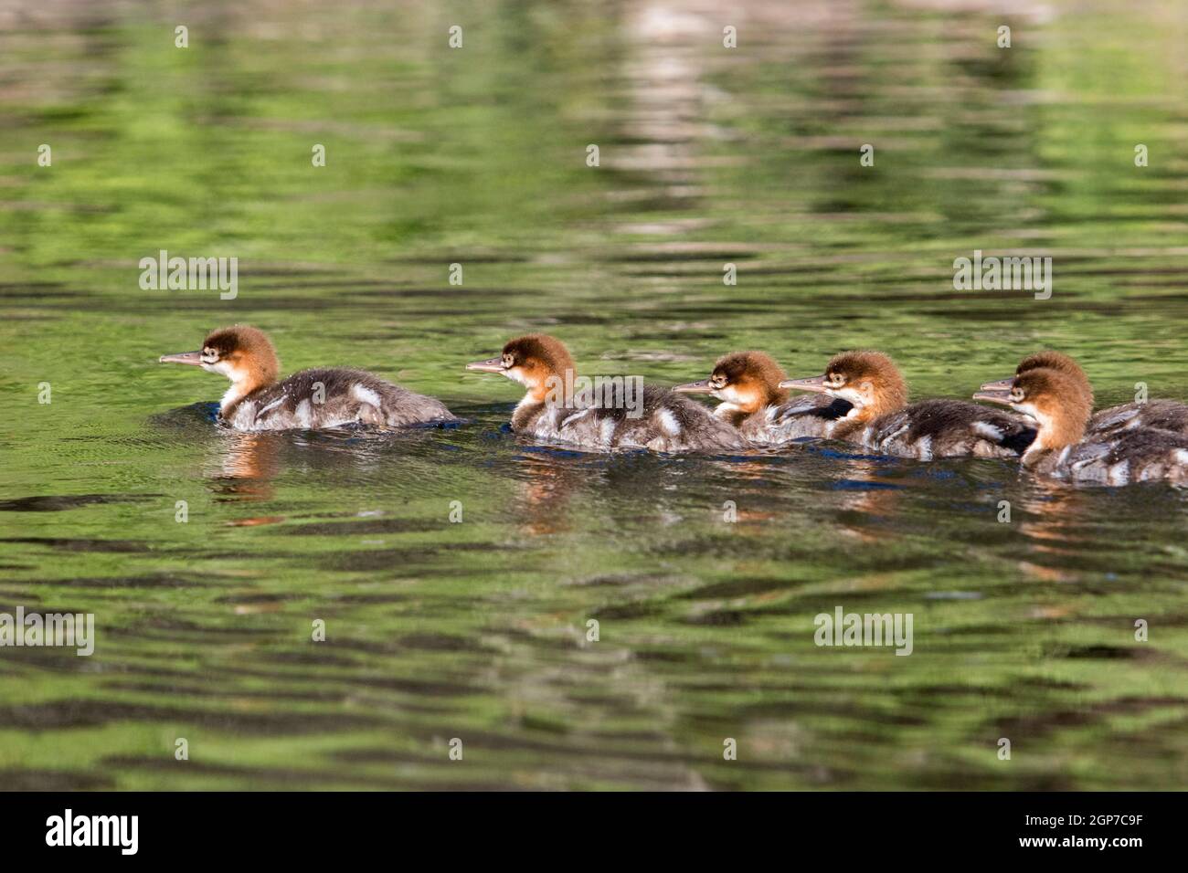 Goosander swimming ducklings, Mergus merganser, La Mauricie National ...